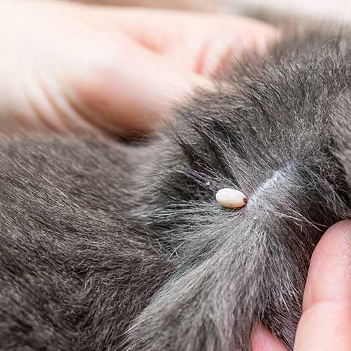 Zecke Bei Katze