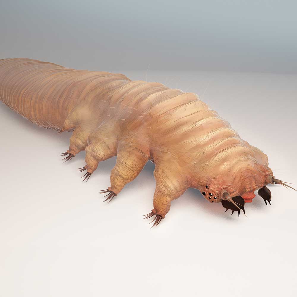 Demodex-Milben bei Hunden kommen häufig vor