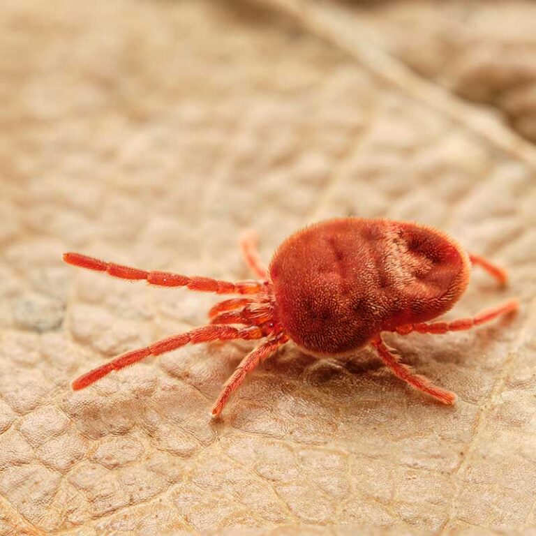 Grasmilben befallen Tiere und Menschen