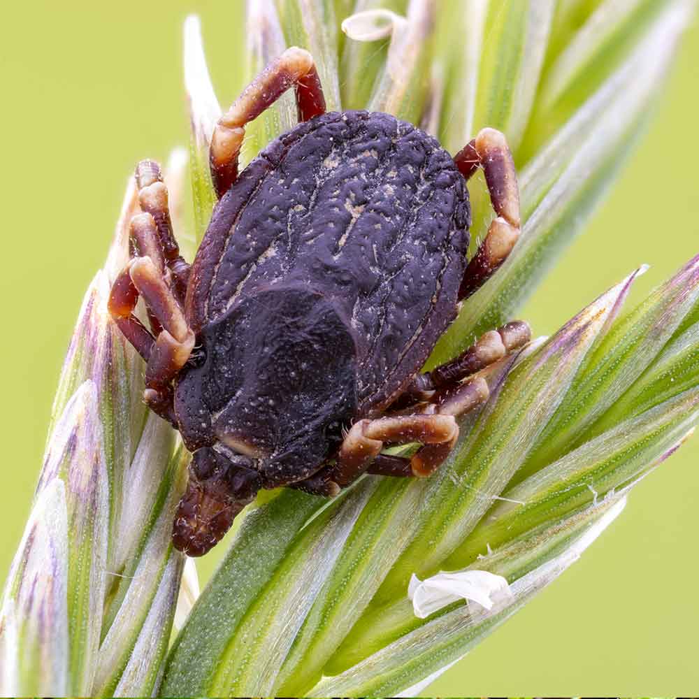 Wie gefährlich ist die Hyalomma-Zecke wirklich?
