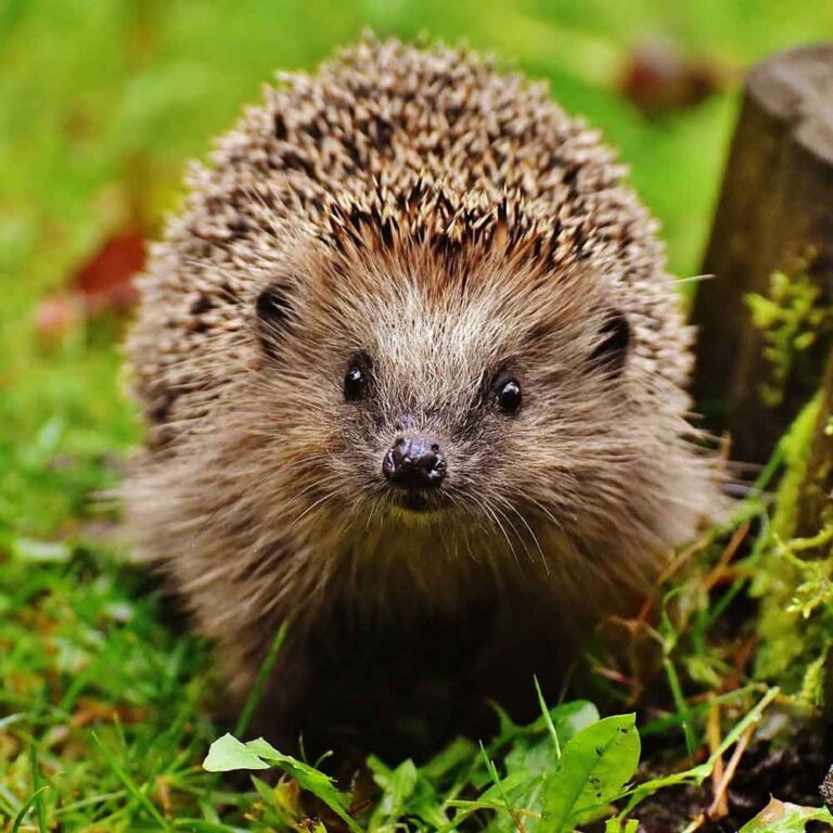 Die Igelzecke – die wichtigsten Fragen und Antworten