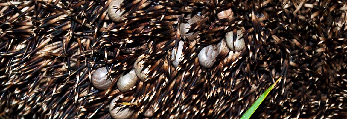 Die Igelzecke – die wichtigsten Fragen und Antworten