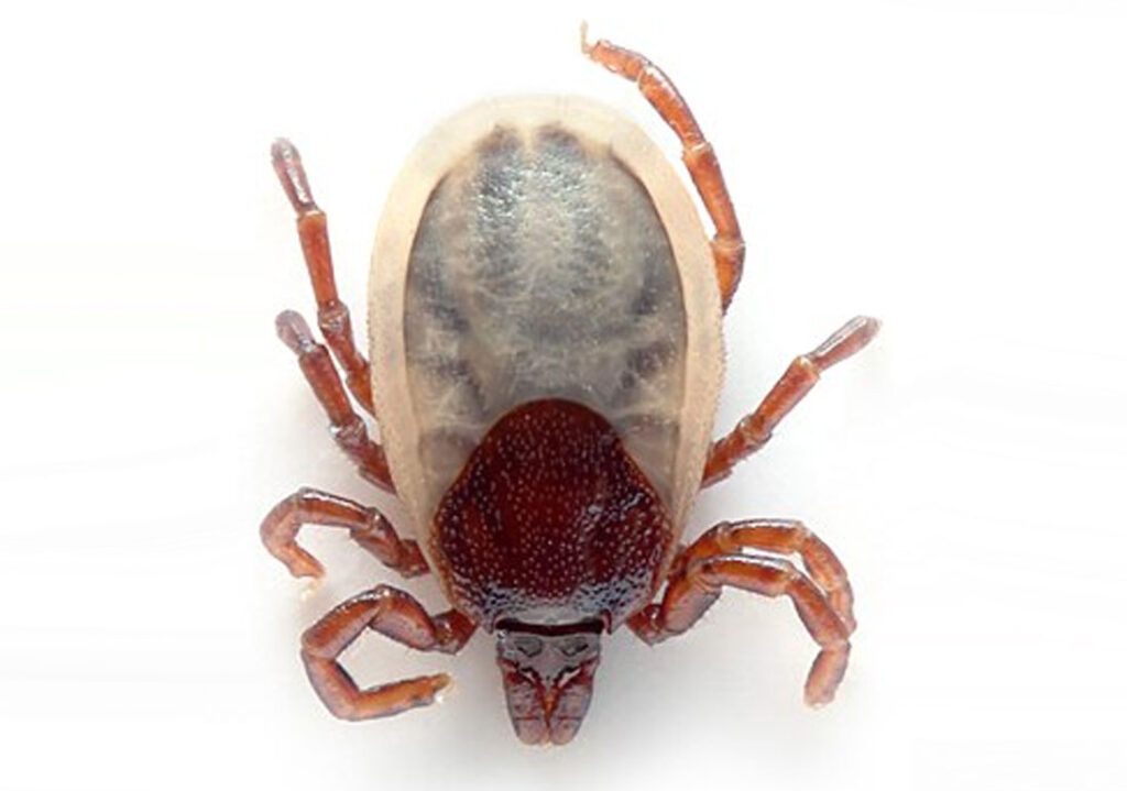 Die Igelzecke – die wichtigsten Fragen und Antworten