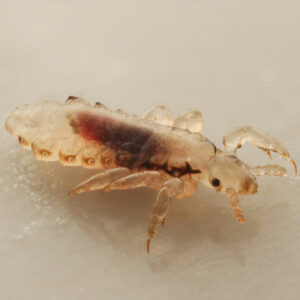 Gut zu wissen: Läuse können Menschen und Tiere befallen.