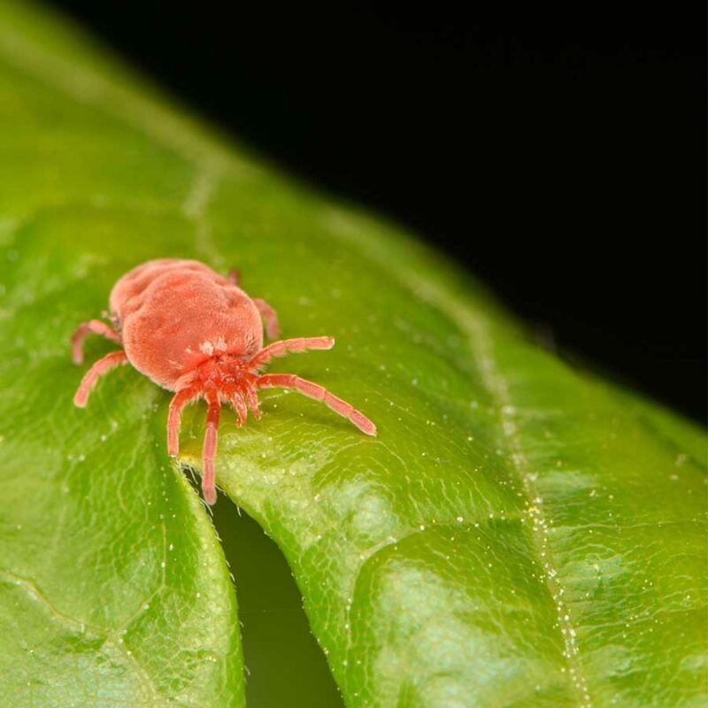 Grasmilben befallen Tiere und Menschen