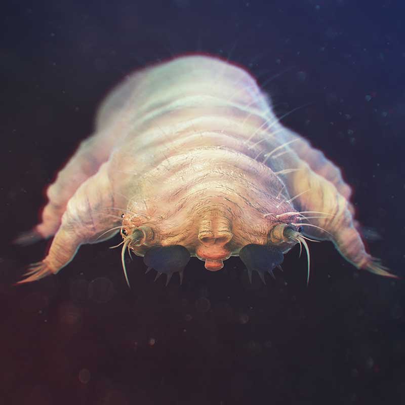 Milben beim Hund: Befall erkennen und behandeln