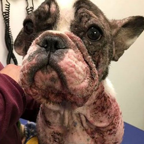 Milben beim Hund: Befall erkennen und behandeln