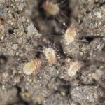 Milben beim Menschen: Diese Milbenarten sollten Tierbesitzer kennen