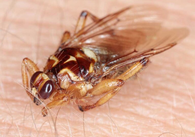 „Fliegende Zecke“: Hirschlausfliege attackiert Pferde und Hunde