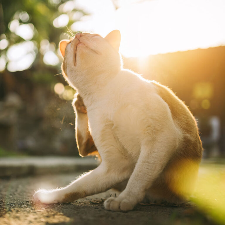 Milben bei der Katze: Befall erkennen und behandeln