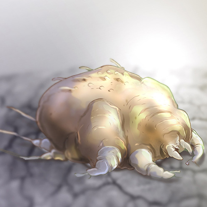 Milben bei der Katze: Befall erkennen und behandeln