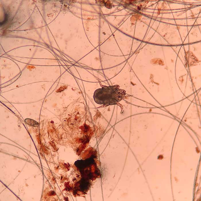 Ohrmilben - Parasitenportal.de: Das Infoportal für Haustierfreunde